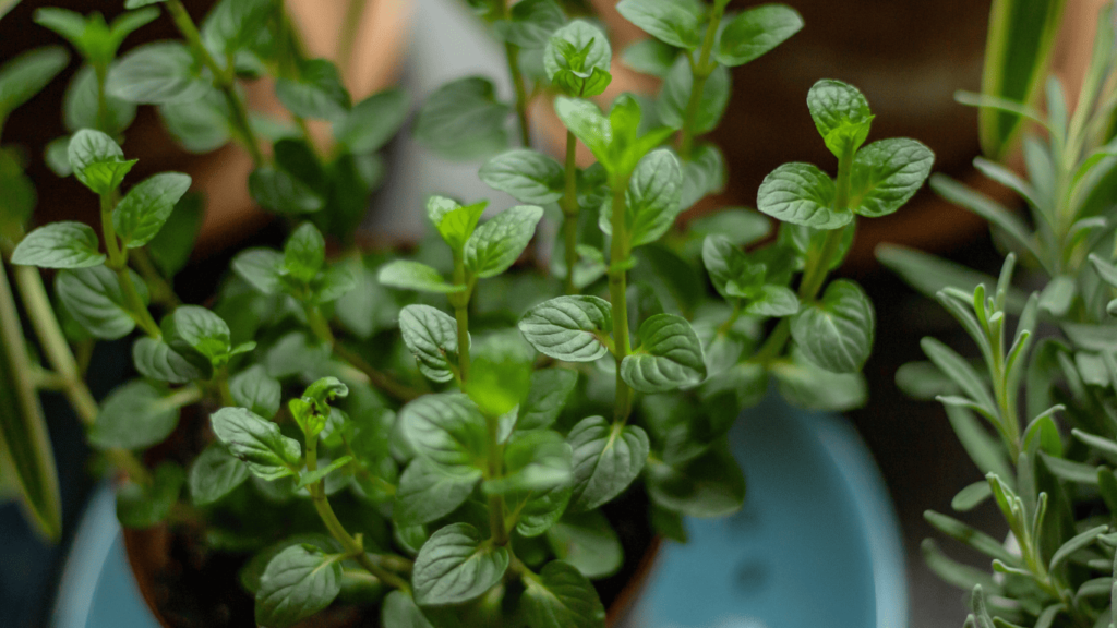 13 Peppermint Oil Benefits for Skin - Easy to Follow Recipes